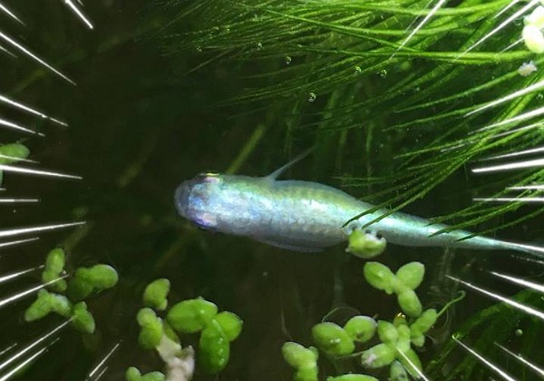 Medaka Farben + Gene